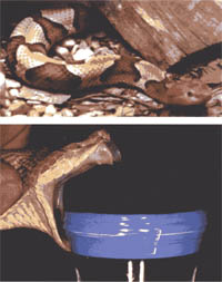 News from ASCB: Snake venom inhibits cell migration