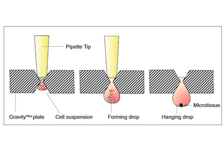 Optimizing Methods In Microtissue Cultivation
