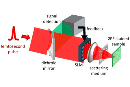 Optical Imaging Through Opaque Layers