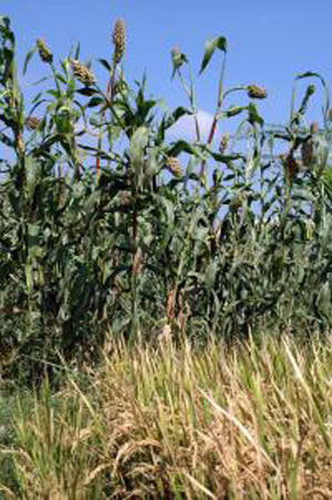 Scientists Publish Complete Genetic Blueprint Of Key Biofuels Crop