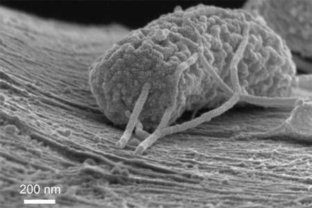 Microbial Battery Recovers Energy From Wastewater