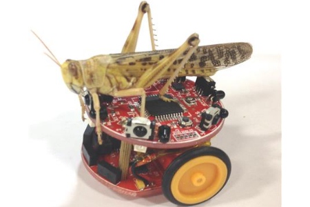 'Honeybee' Robots Replicate Swarm Behaviour