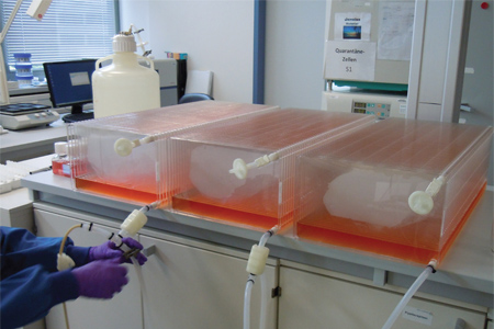 Master Cell Bank Production Of Liver Carcinoma Cells