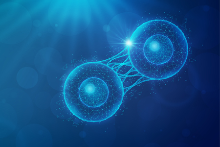 Scalable iPSC Differentiation To Natural Killer Cells With Cytotoxic ...