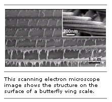 Butterfly Wing Scales Provide Template For Complex Photonic Structures