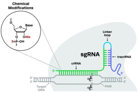 CRISPR sgRNA For Successful Gene Editing Discovery To Clinic