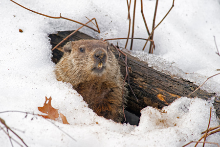 In Clinical Research Every Day Is Groundhog Day