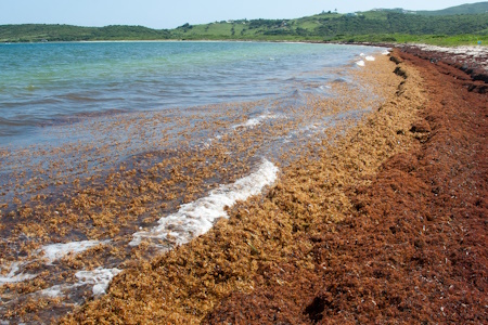 NOAA Awards Over $20M For Harmful Algal Bloom And Hypoxia Research ...