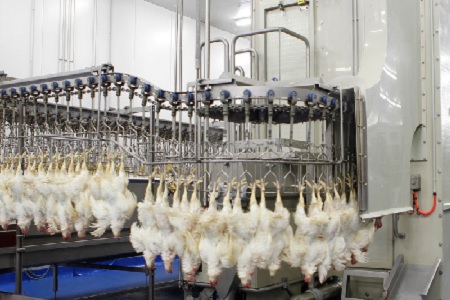 The Poultry Industry Is Speaking Highly Of New Stricter USDA Standards