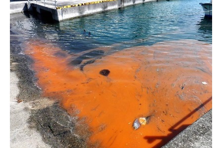 UN To Issue First-Ever Global Report On Harmful Algal Blooms