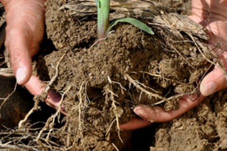 Healthy Soils And Roots Capture Water