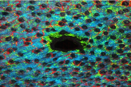 The Crucial Role Of Scientific Cameras In Biophotonics