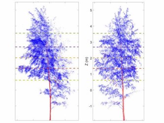 How Do Trees Go To Sleep