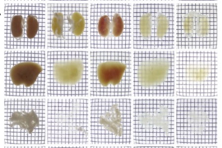 Images Of A Nearly Invisible Mouse