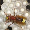Is The Hornet Our Key To Renewable Energy?