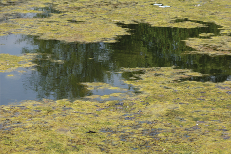 Poison In The Water How To Defeat Toxic Algae