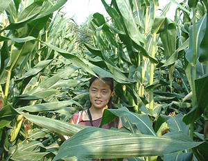 Scientists Map Air Pollution Using Corn Grown In U.S. Fields