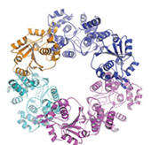 Structure Of Lassa Virus Protein Reveals Viral Thievery