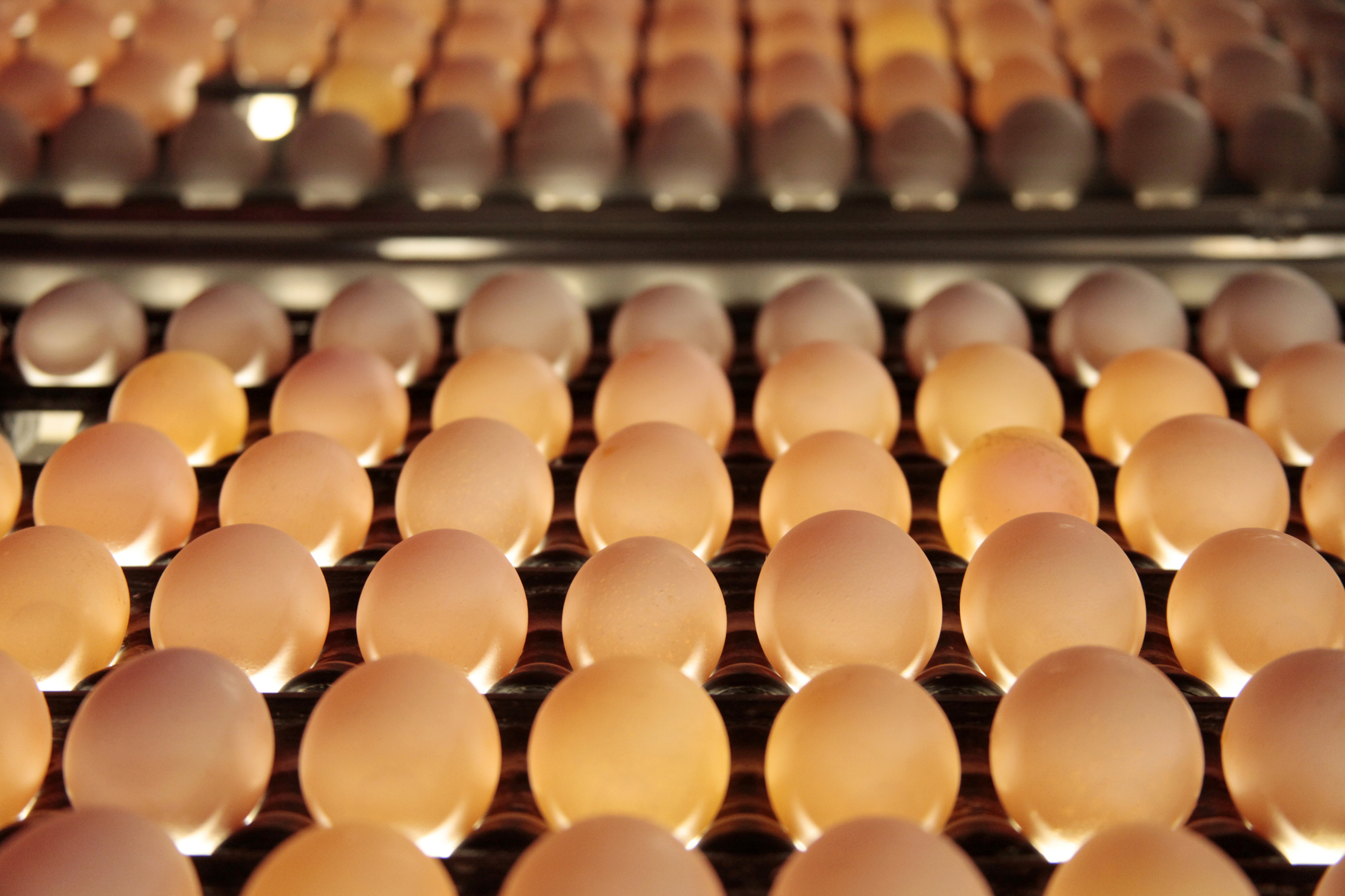Egg-sploring The Use Of Spectroscopy In The Egg Industry
