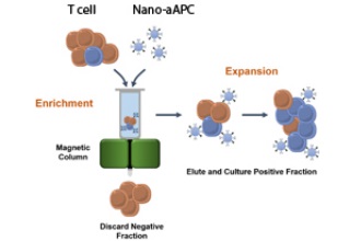 Magnetic Nanoparticles Could Be Key To Effective Immunotherapy