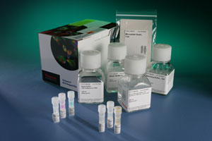 Thermo Fisher Scientific Introduces New Synaptogenesis Kit For Simple ...