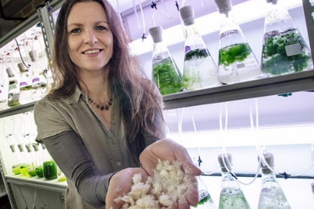 Seaweed Could Be Vital Ingredient For 3D Printing BioPen