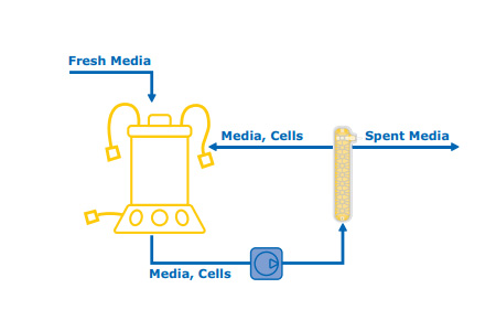 Preparing CHO Cells For Higher Productivity By Optimizing A Perfused ...