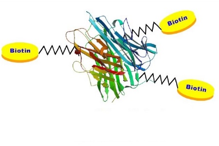 Exclusive Biotinylated Protein Collection